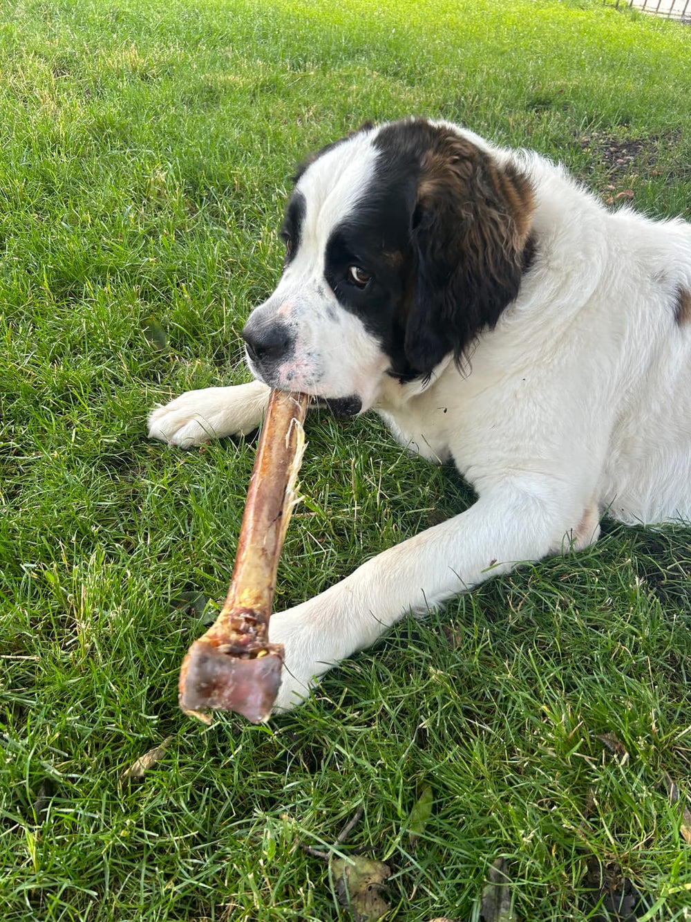 Ostrich Chunky Bones (4" x 2" - 2 Pack): The Long-Lasting, Flavor-Pack ...