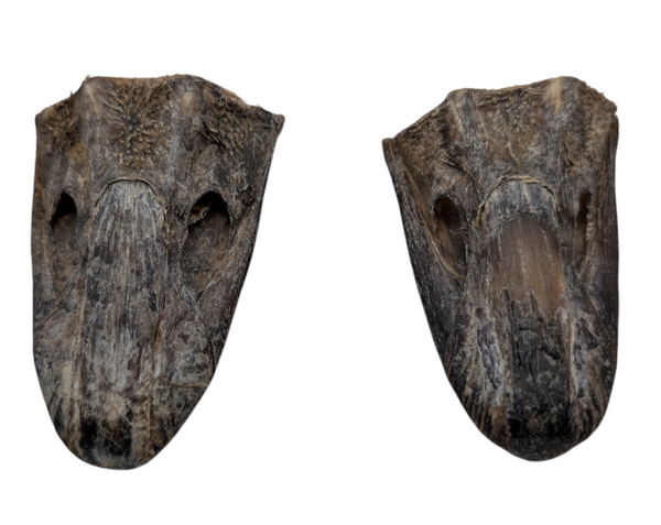 Crunchy Ostrich Beak: The Light & Airy, All-Natural Treat for Small to